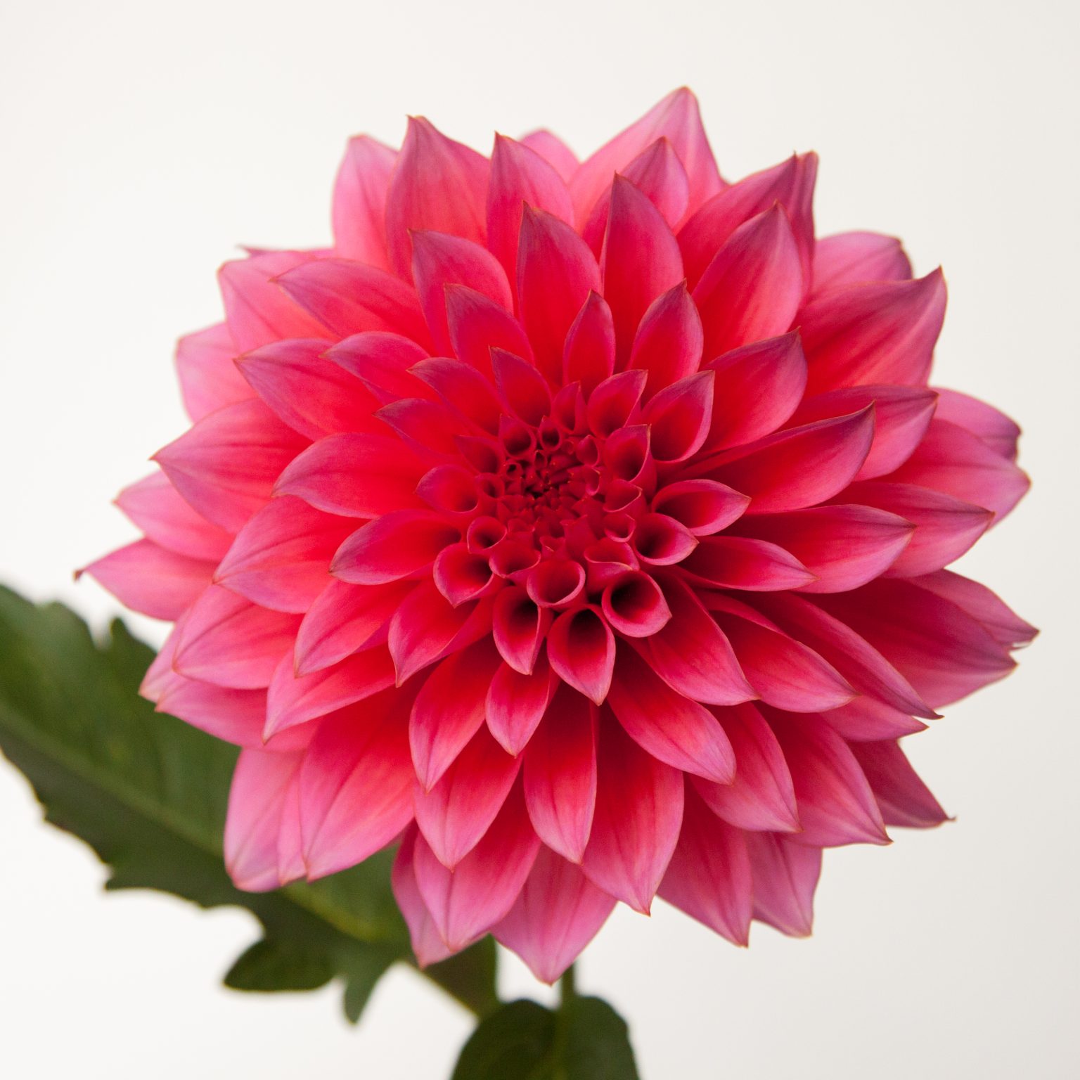 「NAMAHAGEⓇダリア」特集（秋田地域） ｜ 秋田県農林水産情報こまちチャンネル - 秋田県の農林水産情報が集まる総合ポータルサイト